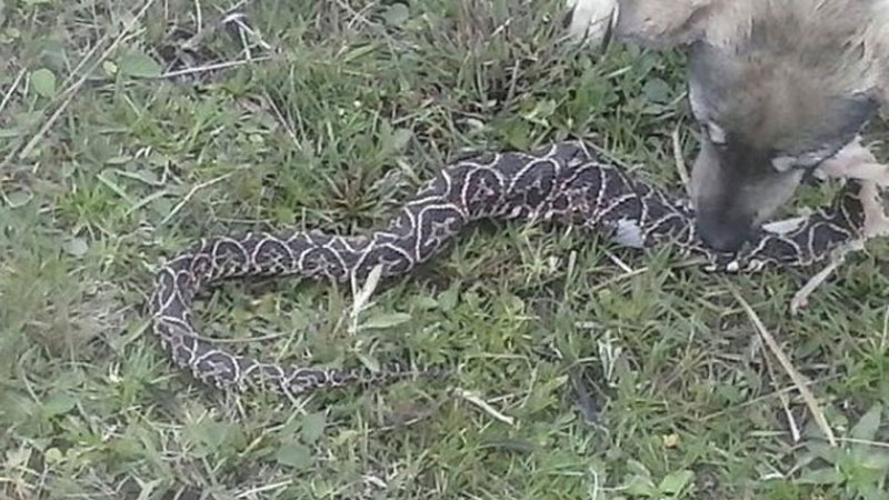 Dos perras evitaron que una yayará ingrese a una vivienda - Sociedad ...