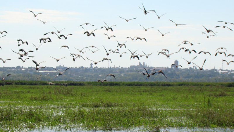 Protección ambiental: El Delta del Paraná fue declarado sitio Ramsar ...
