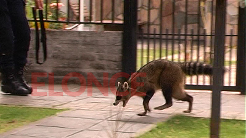 Intensa corrida para capturar un mapache que tuvo en vilo a los vecinos ...