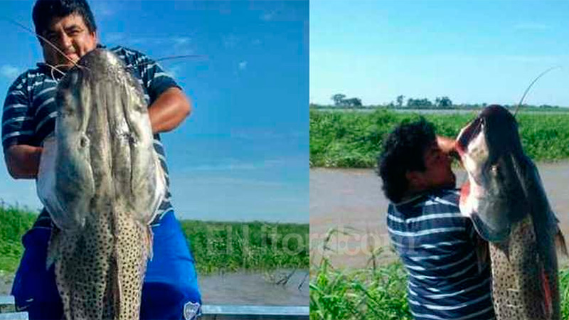 Capturaron otro enorme surubí en territorio santafesino y pesó 42 ...