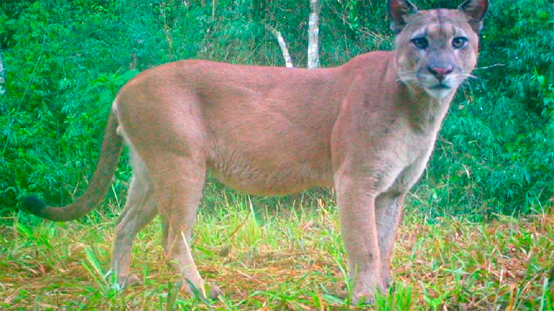 Cataratas del Iguazú: Reabren el Circuito Inferior tras de la búsqueda ...