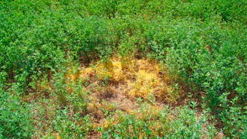 Hallaron lotes de alfalfa dañados por la planta parásita cuscuta ...