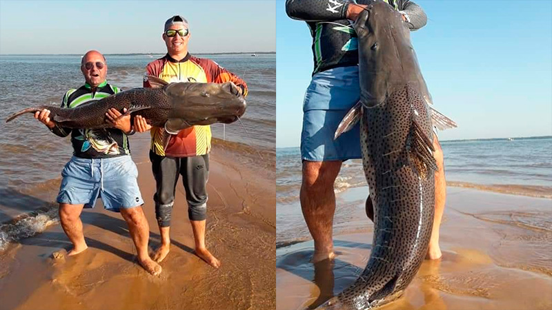 Pescaron surubí de más de 60 kilos y casi dos metros de largo en el río ...