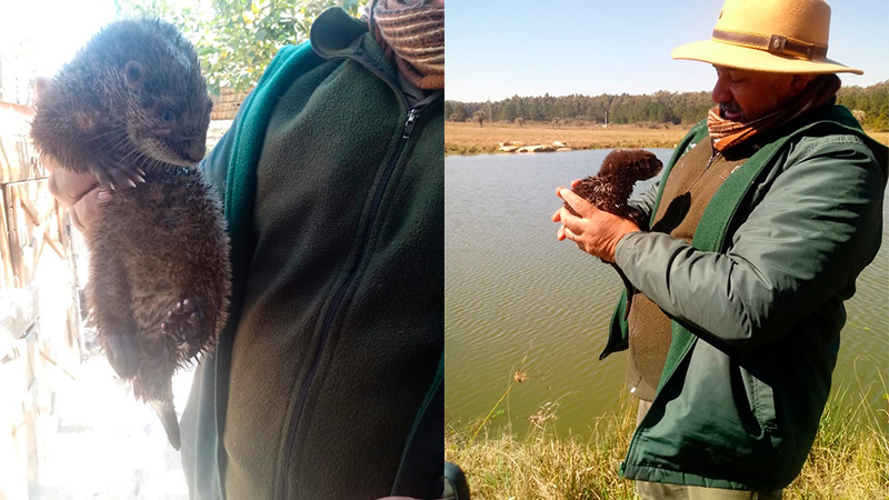 Video: Liberaron un lobito de río que tenían atrapado como mascota ...