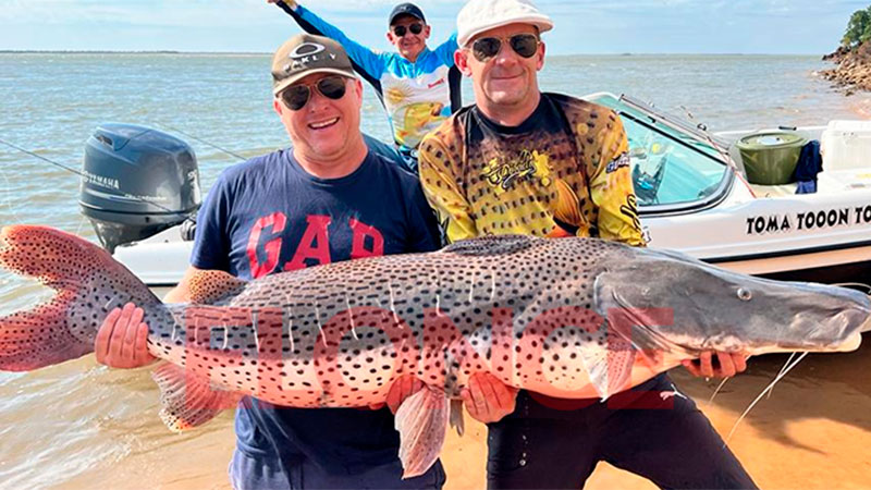 Video: pescaron un enorme surubí de 65 kilos en el río Paraná y lo ...