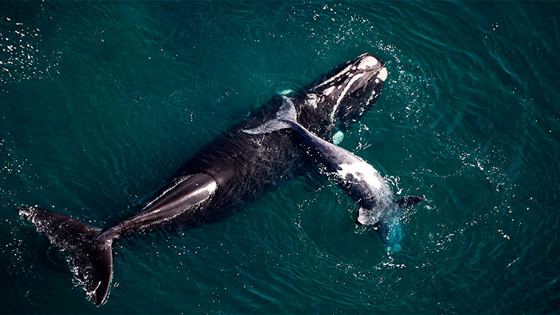 Video: registraron récord de ballenas en 51 años de estudios en ...