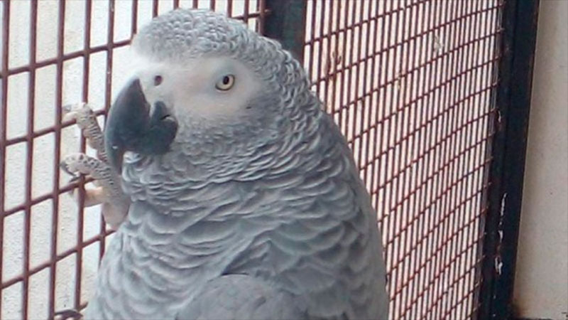 Allanamiento en conocida verdulería: hallaron un exótico y costoso ...