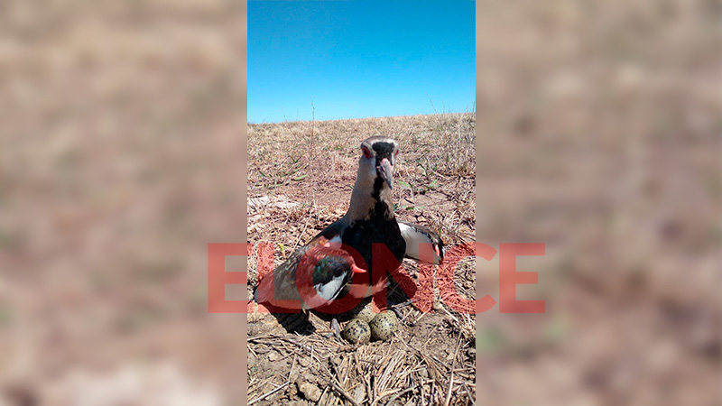 Convivir en el campo: el video de un tero con su nido y el gesto del productor | Elonce.com