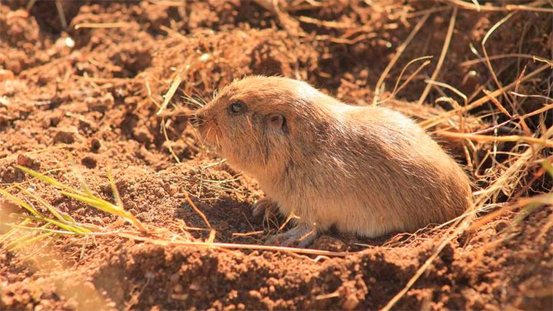 Tuco - Tuco: la nueva especie de roedor descubierta en Traslasierra ...
