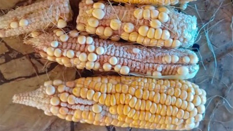 El maíz de primera abarcó el 85 % del área total maicera en Entre Ríos ...