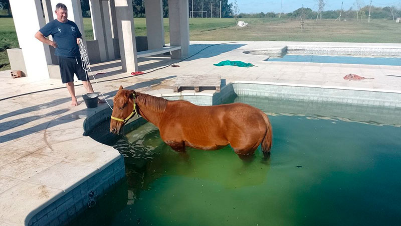 Rescataron a un caballo que había caído a una piscina | Elonce.com