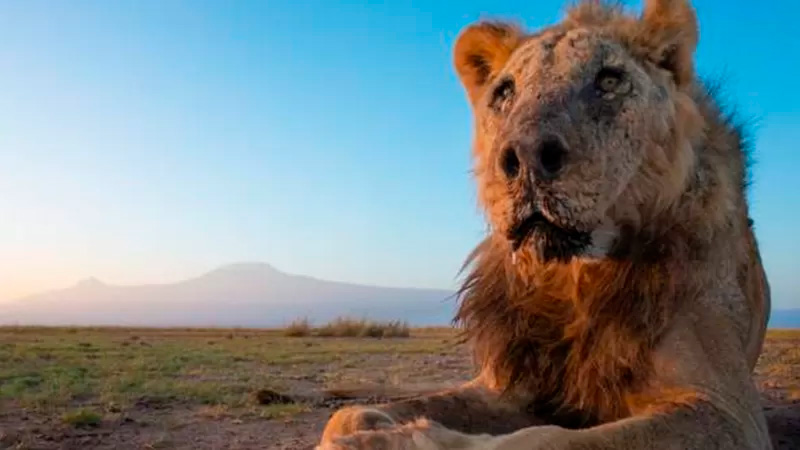 El triste final de un rey: león considerado como uno de los más viejos ...