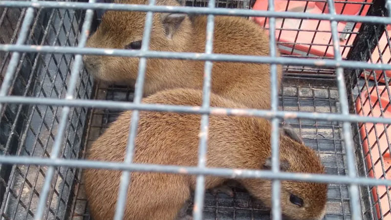 Carpinchos “bebés” y otros animales estaban en cautiverio en una ...