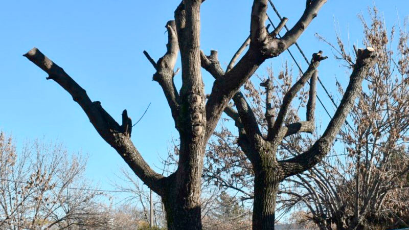 Poda de árboles: cuándo y cómo hay que hacerla para lograr mejores resultados | Elonce.com