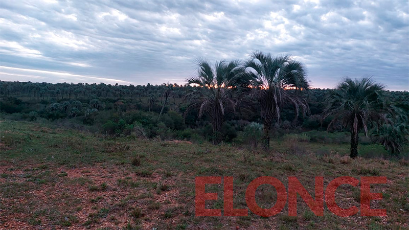 El Palmar, el parque nacional que protege al yatay en el corazón de ...