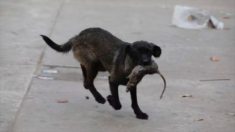 Video de rata que apareció durante entrevista: revuelo, patada y presa ...