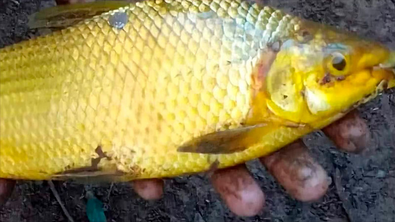 Pescan un Sábalo dorado y “brillante como oro”: disparó teorías y vieja ...