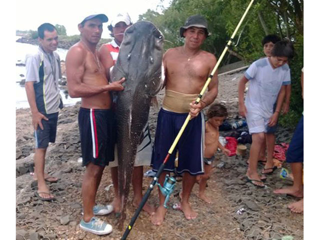 Pescaron un surubí gigante en la Costanera Sur de Federación | Elonce.com