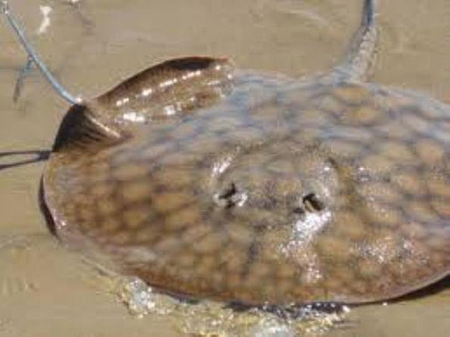 Rayas atacaron a jóvenes en una playa sobre el río Paraná | Elonce.com