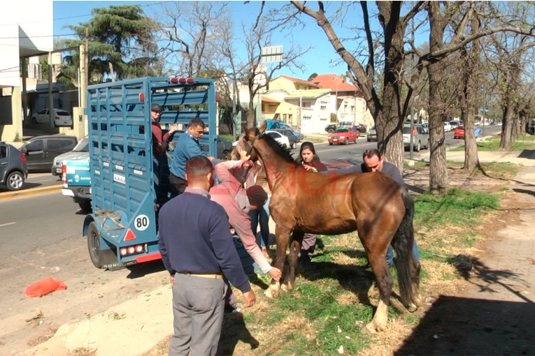 Paraná: rescataron otro caballo desnutrido y con signos de maltrato ...
