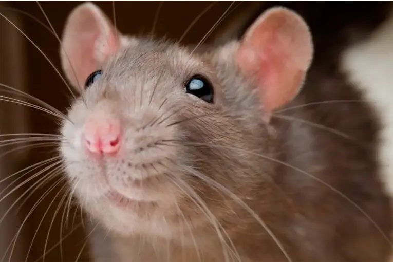 Preocupan ratas en Paraná y alertan sobre riesgos por enfermedades ...