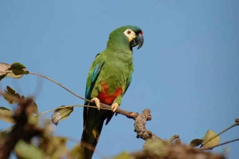 Buscan reintroducir al maracaná lomo rojo en Argentina | Elonce.com